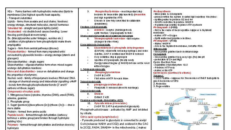 Biochemistry Cheat Sheet: Metabolism, Glycolysis, and Photosynthesis ...