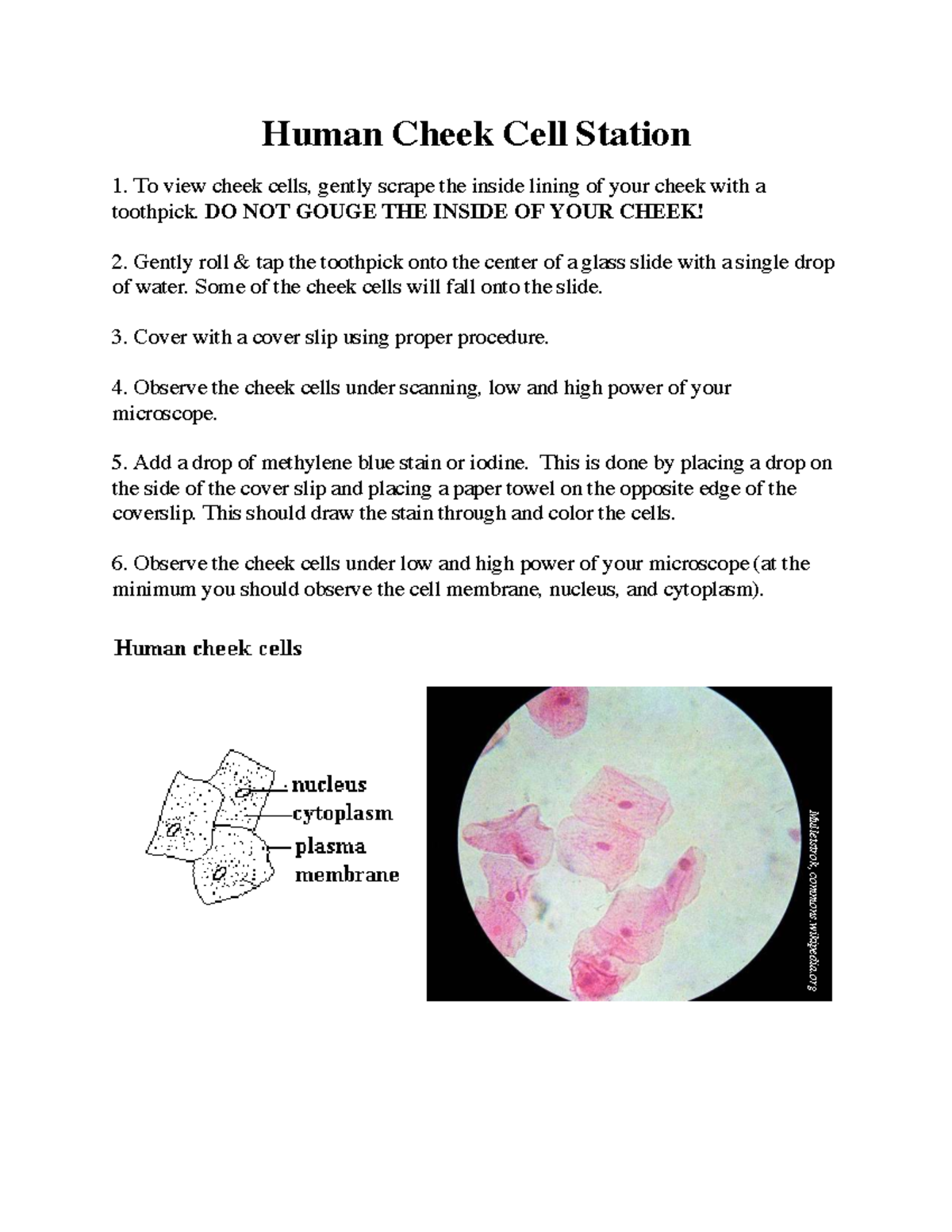 Human Cheek Cell Observation Lab Guide - Studocu