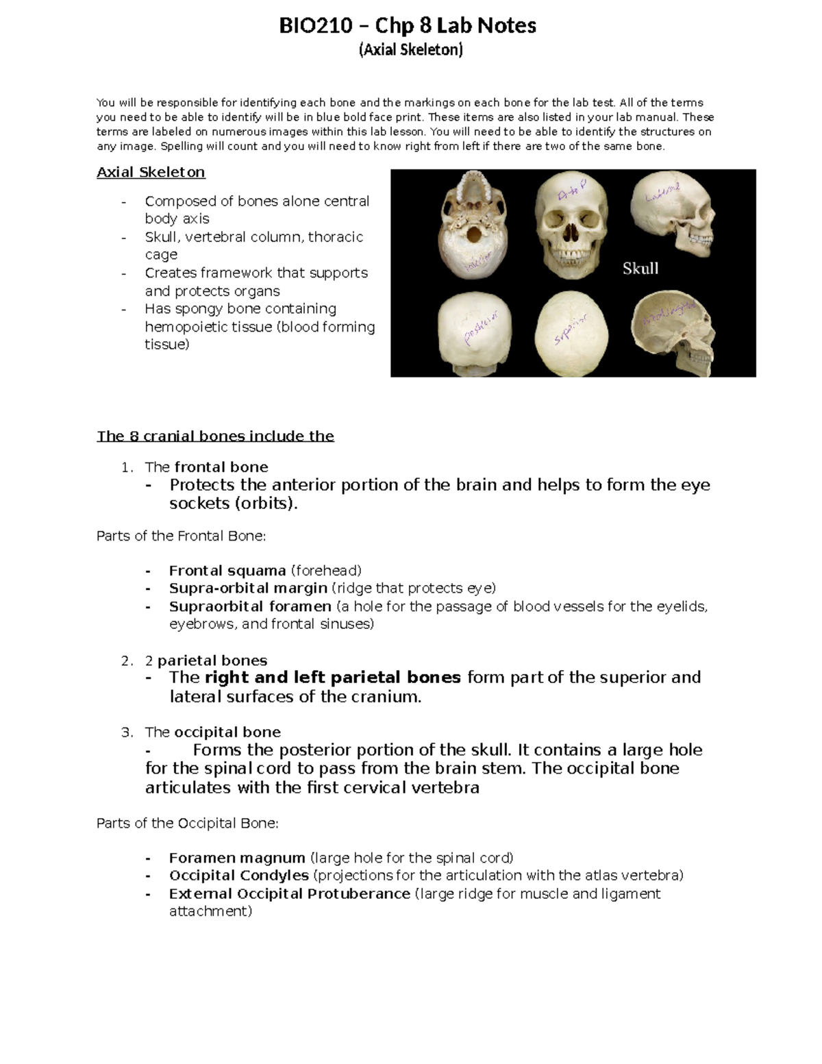BIO210LAB - Axial Skeleton Overview and Key Bone Identifications - Studocu