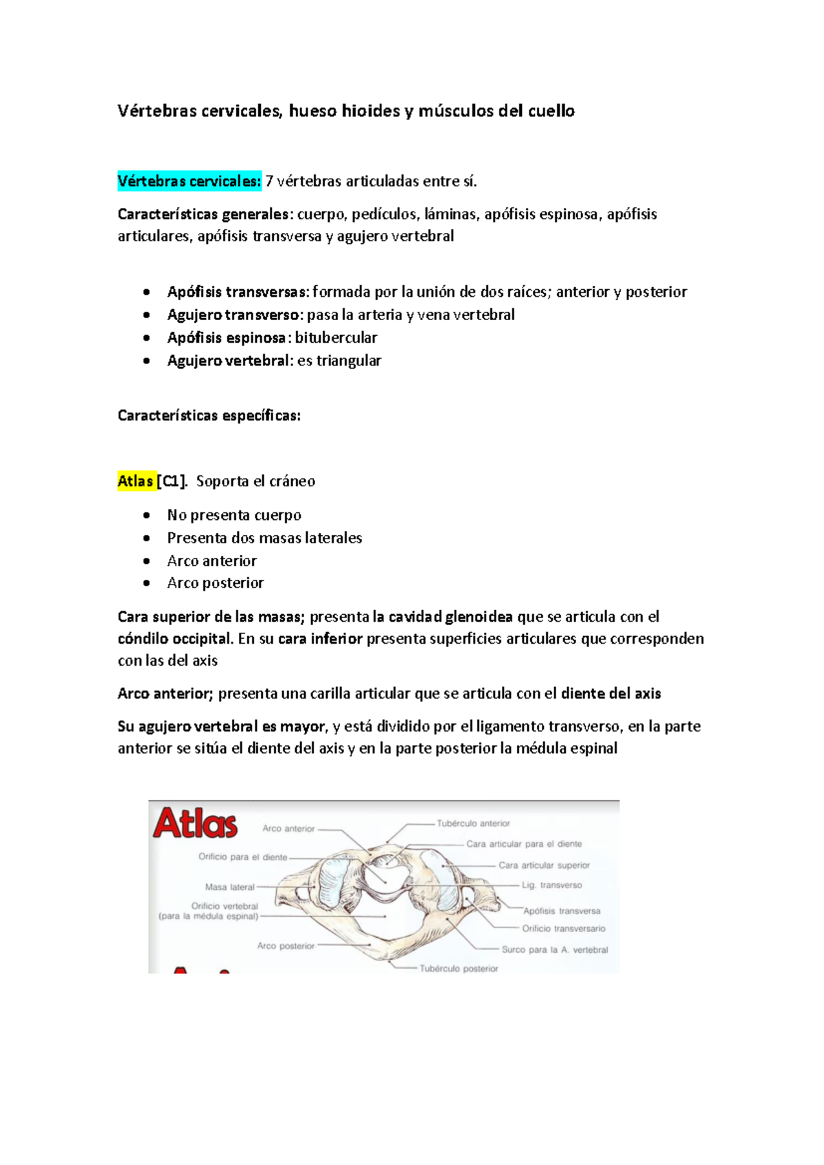 Vértebras Cervicales y Músculos del Cuello: Anatomía y Funciones - Studocu