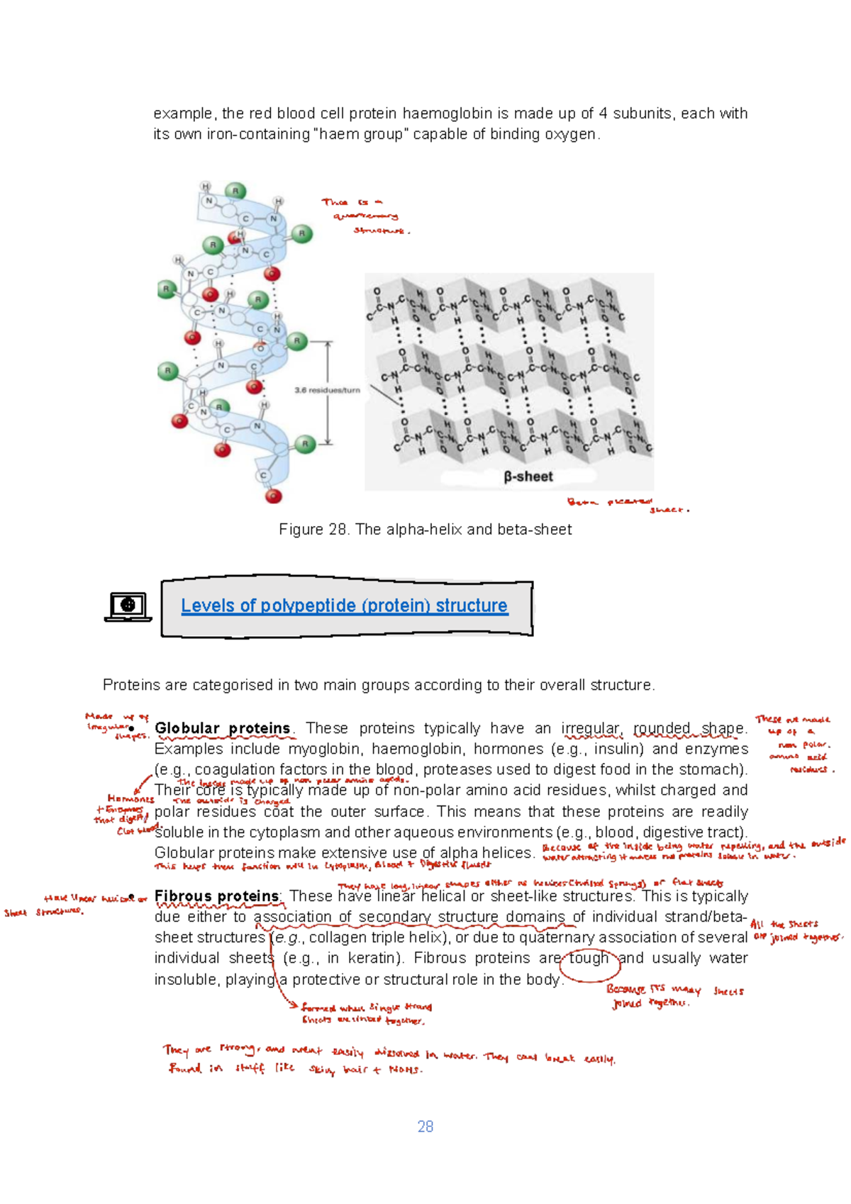 Unit 1 Study Guide-1: Pharmacy Notes on Protein Structure and Function ...