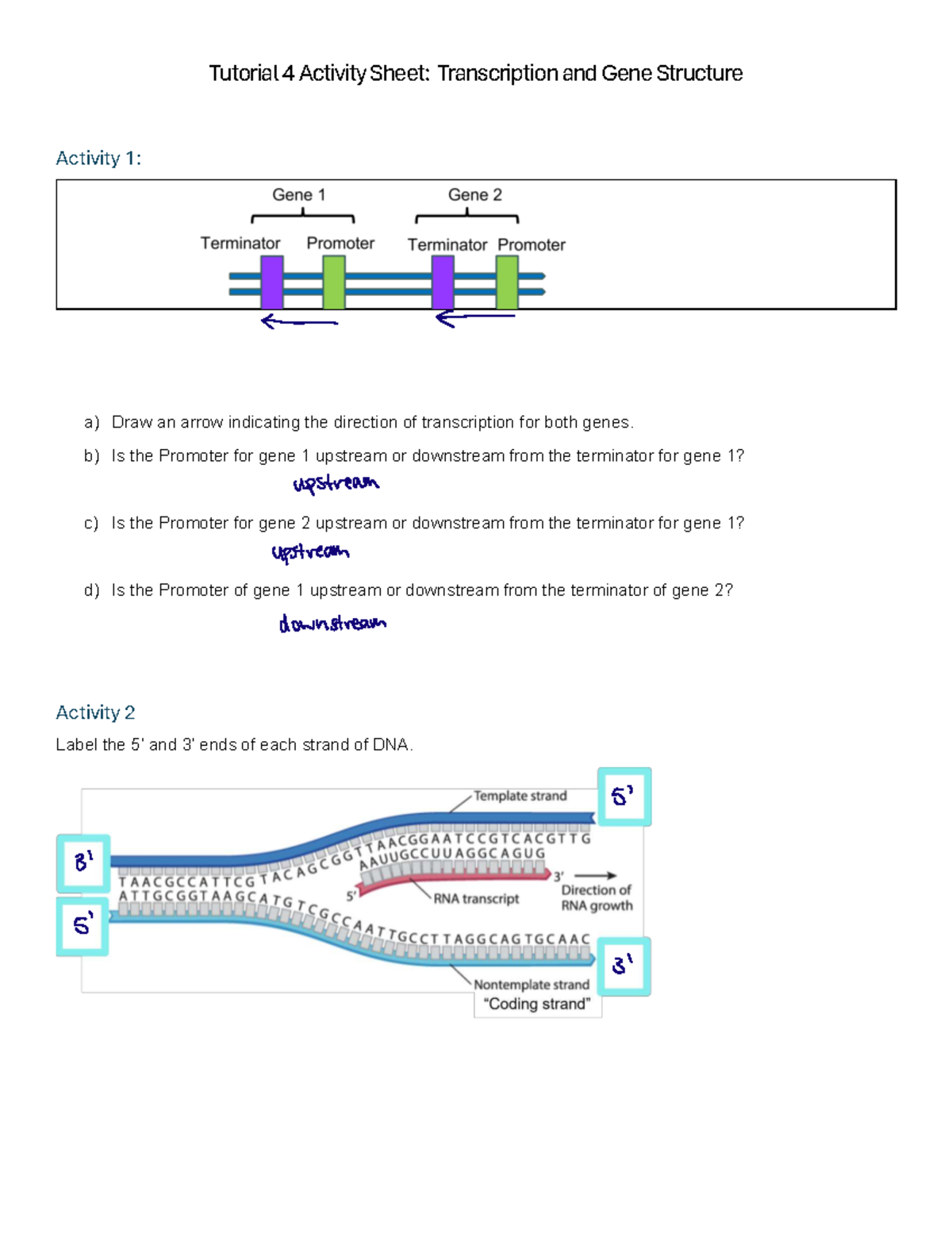 Tutorial 4 Activity Sheet: Transcription & Gene Structure - Studocu