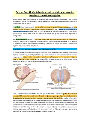 Resumen Guyton Cap 41 Fisiología - Transporte de oxígeno y dióxido de carbono en la sangre y los ...