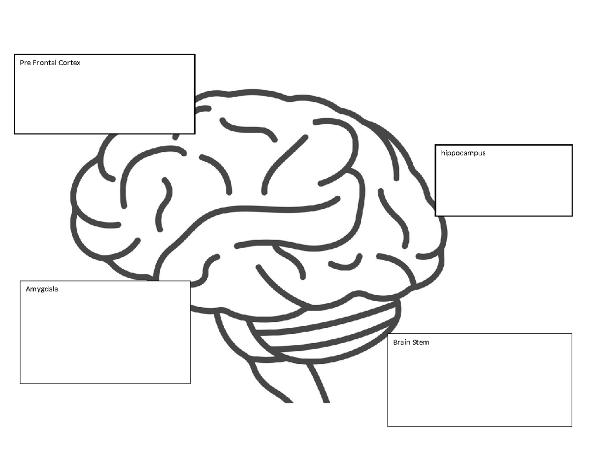 Brain Structures Overview and Functions - HS-290 - Pre Frontal Cortex ...