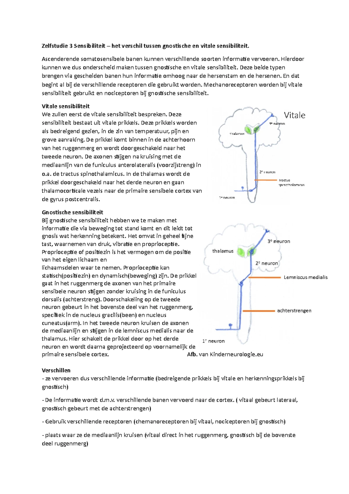 Zelfstudie opdrachten vorm & functie - Zelfstudie 1 – werkgroep 1 VI ...
