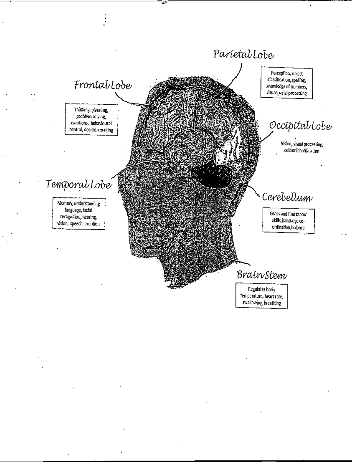 Neuro cranial nerves brain lobes - Parietal Lobe Perception, object ...