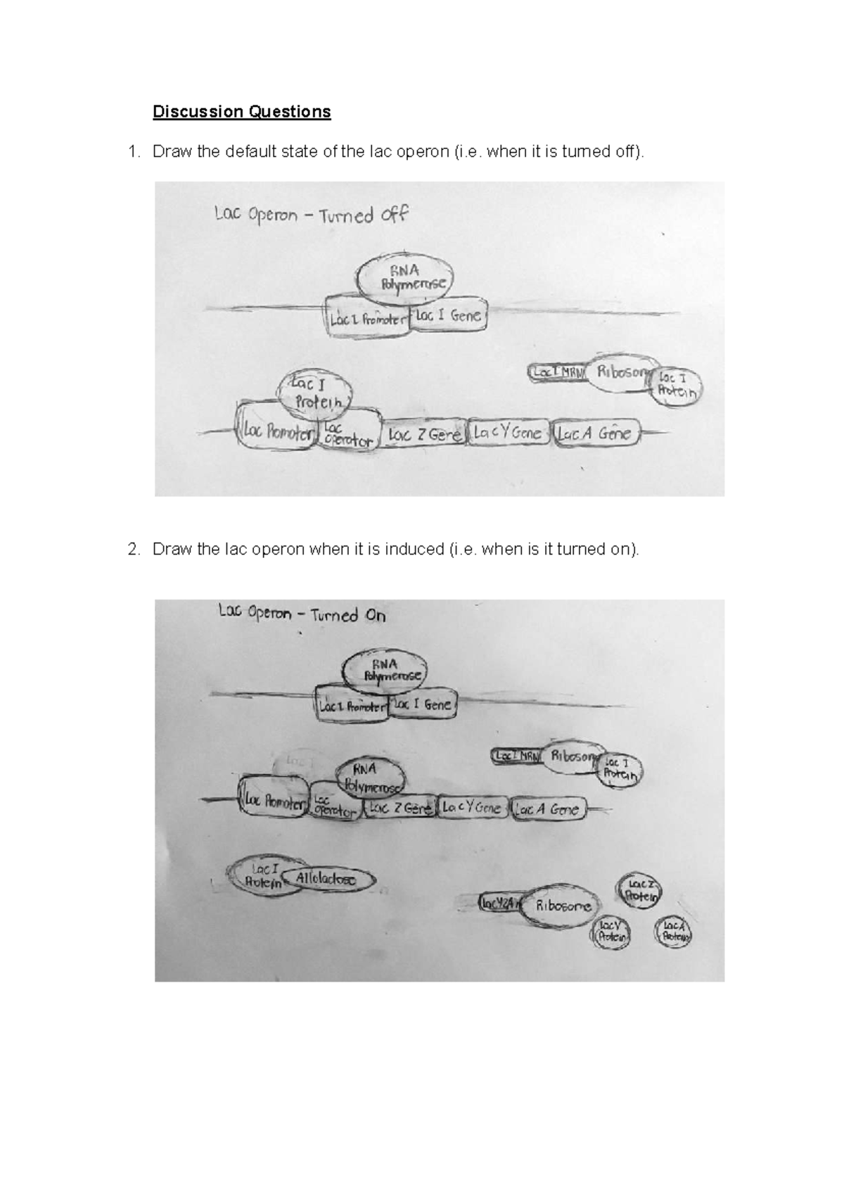 Tutorial 3 Activity: Lac Operon States & Hidden Words Exercise - Studocu