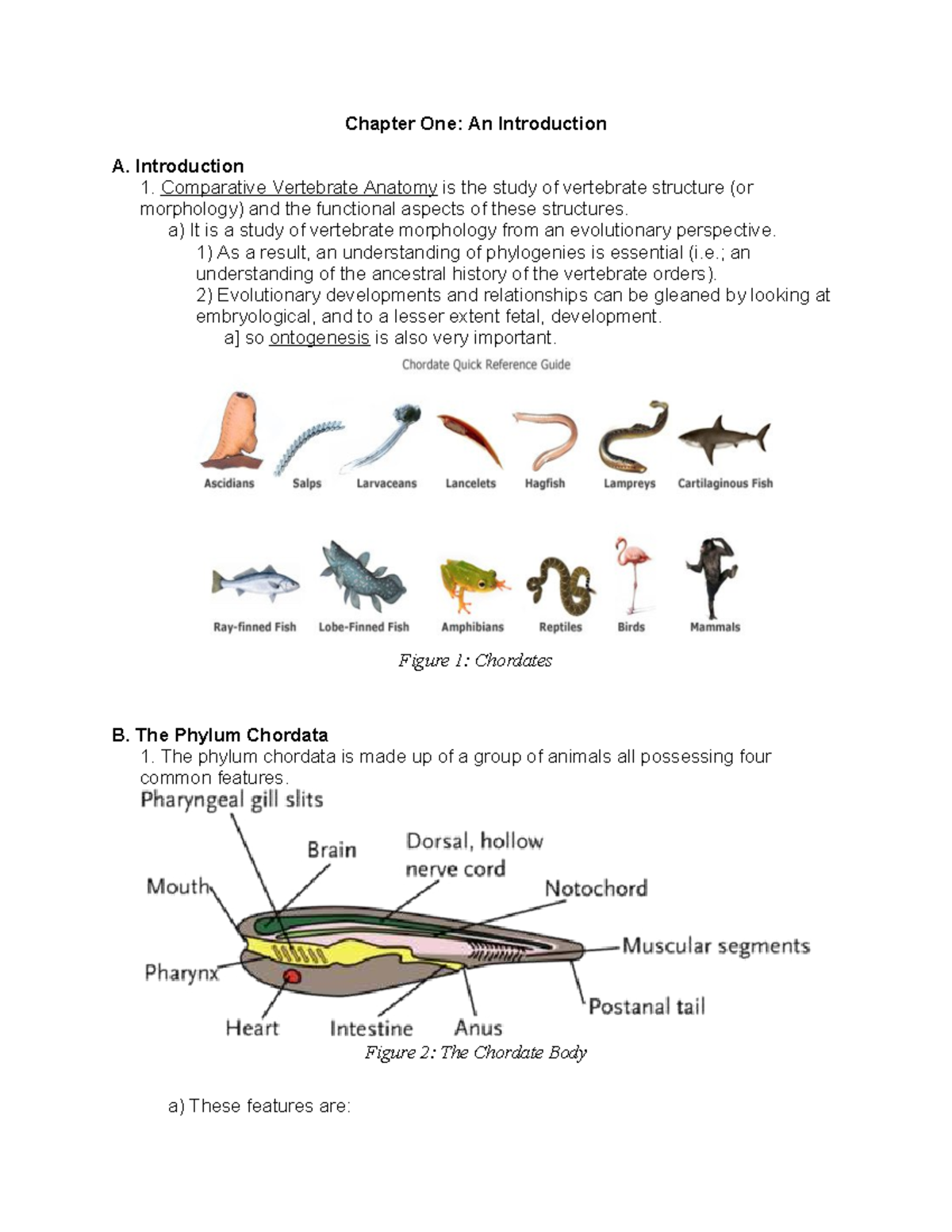 Comparative Vertebrate Anatomy (CVA) Chapter 1: Key Structures ...
