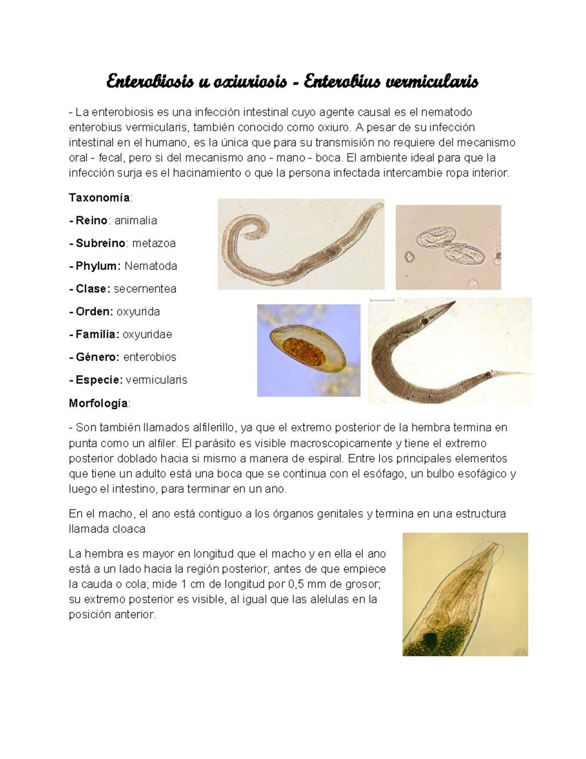 Enterobiosis y Morfología de Enterobius vermicularis - Estudio Completo ...