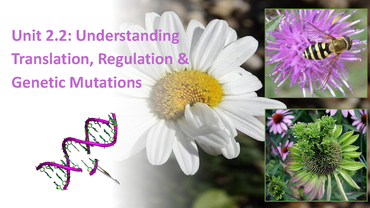Unit 2.2: Gene Expression Regulation & Translation Mechanisms - Studocu