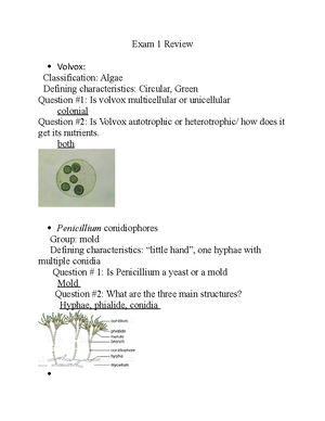 Immunology Virtual Lab Worksheet - C: ELISA and Antibody Analysis - Studocu
