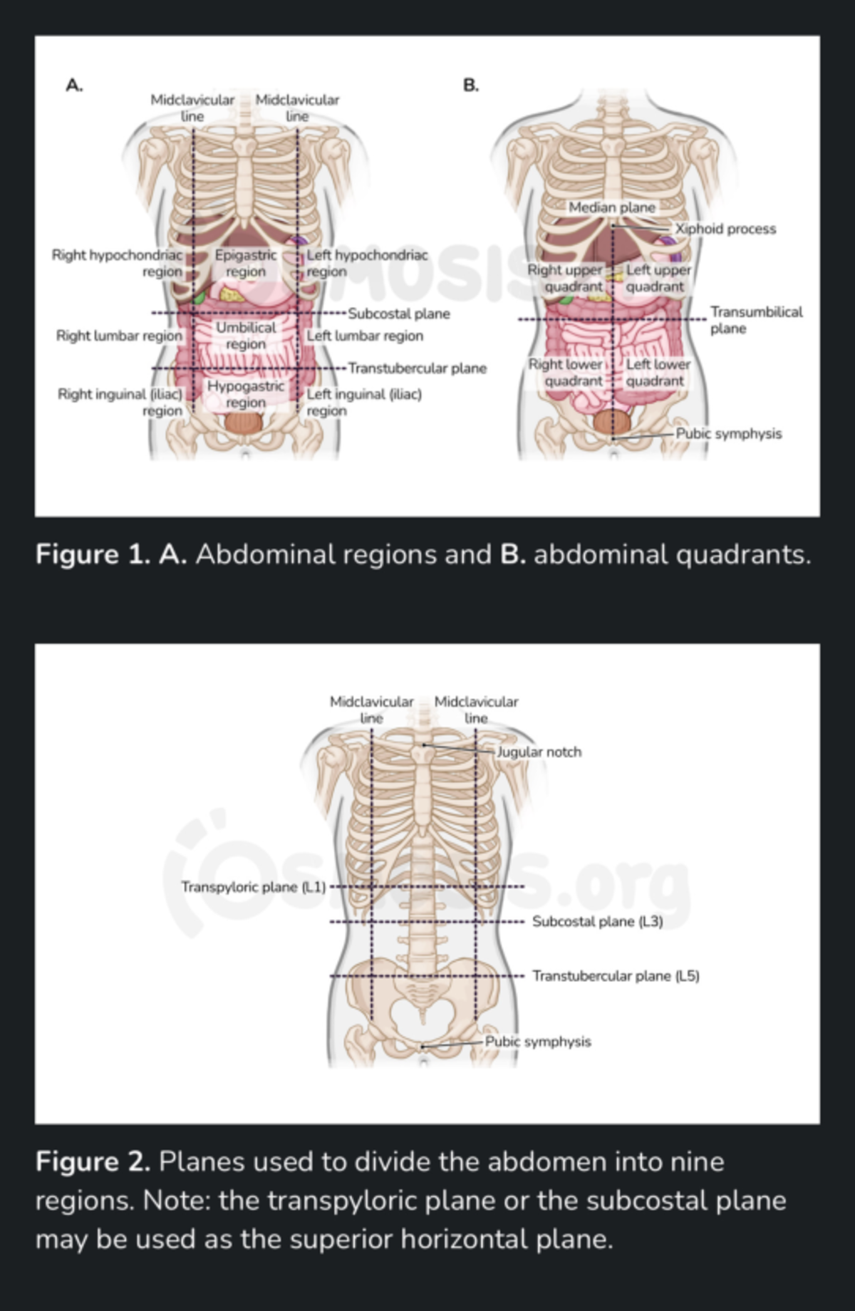 Anatomy Basics - Integumentary System and Abdominal Diagrams - Studocu