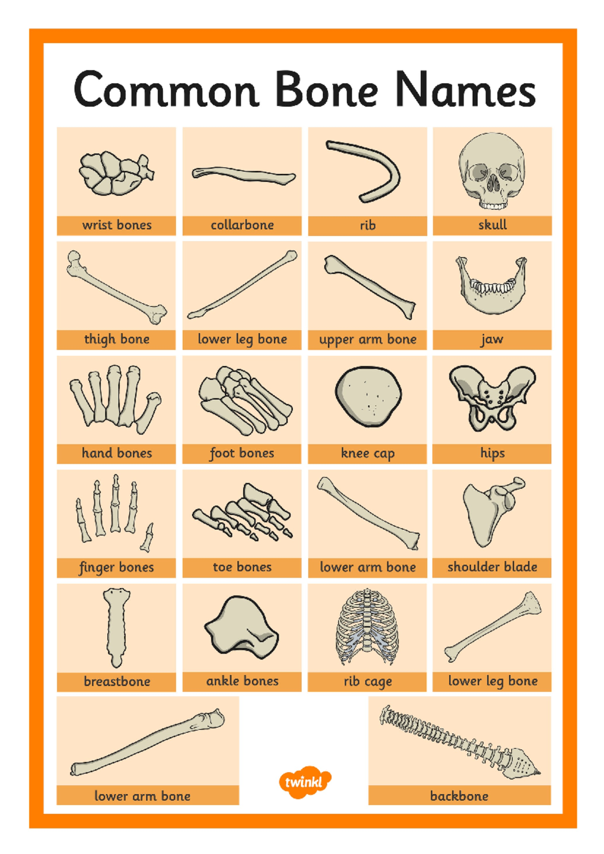 Common bone names word grid very useful - Biology SL - Common Bone ...
