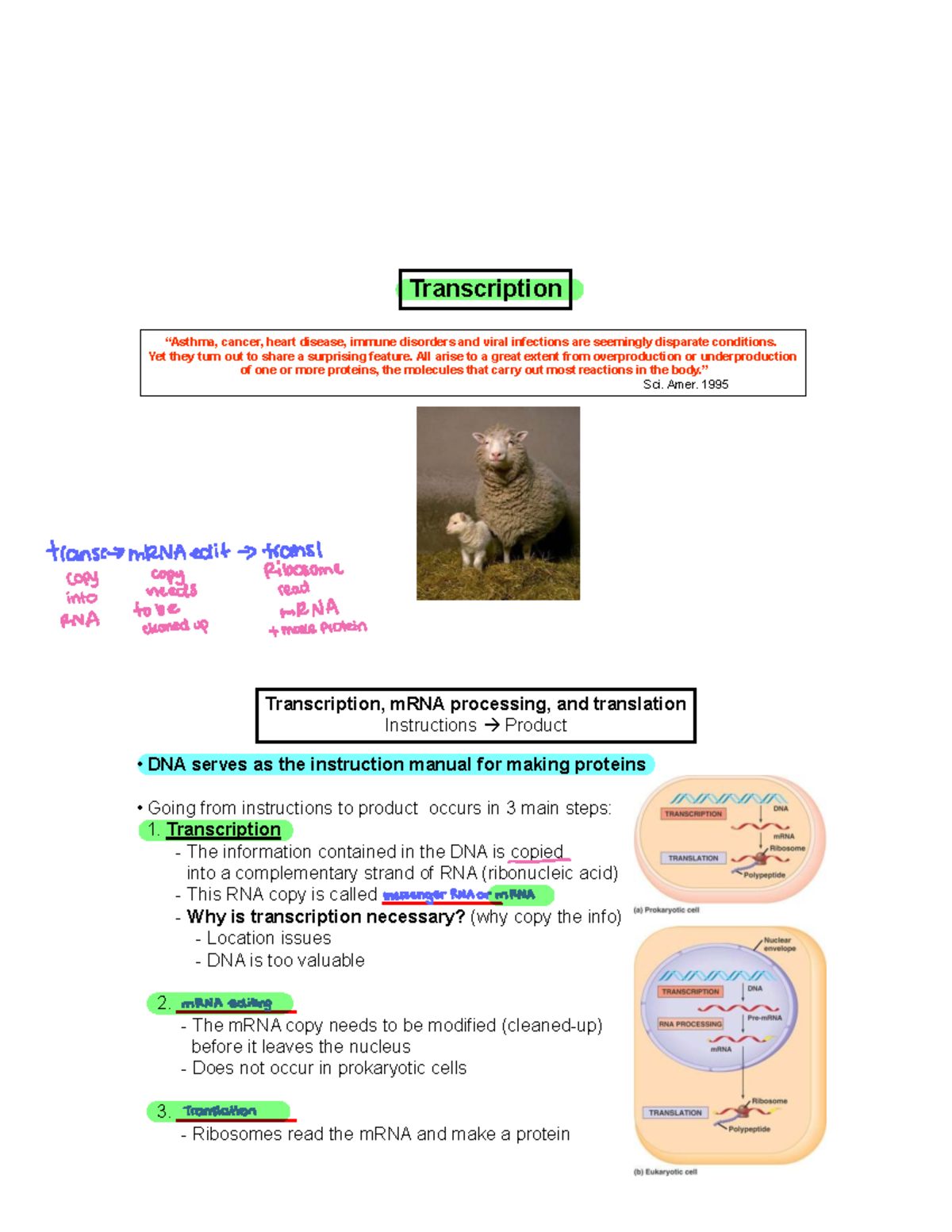 Transcription and Translation: Key Processes in Gene Expression (BIO ...