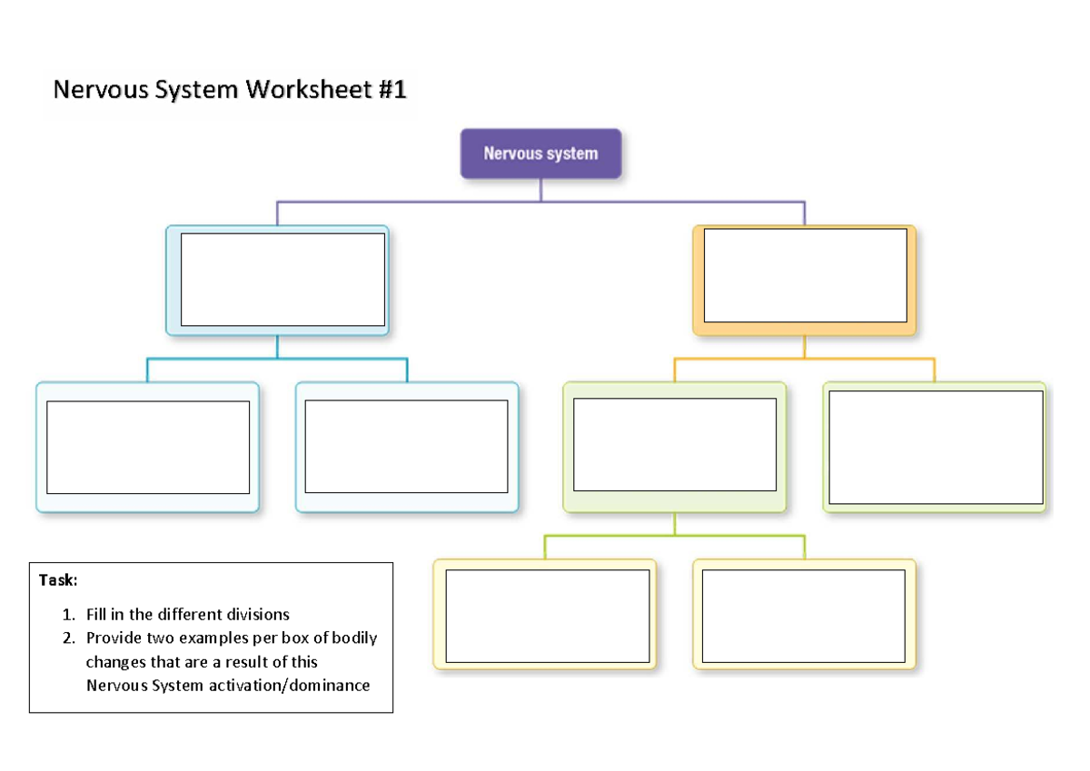 Nervous System Worksheet: Understanding Neurons & Functions - Studocu