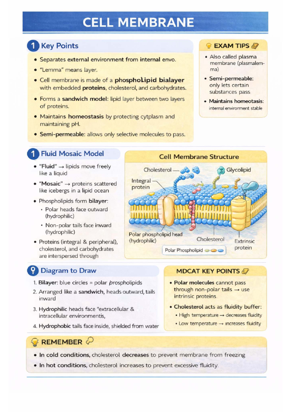 CELL MEMBRANE 1 Exam Tips & Key Points for MDCAT Study - Studocu