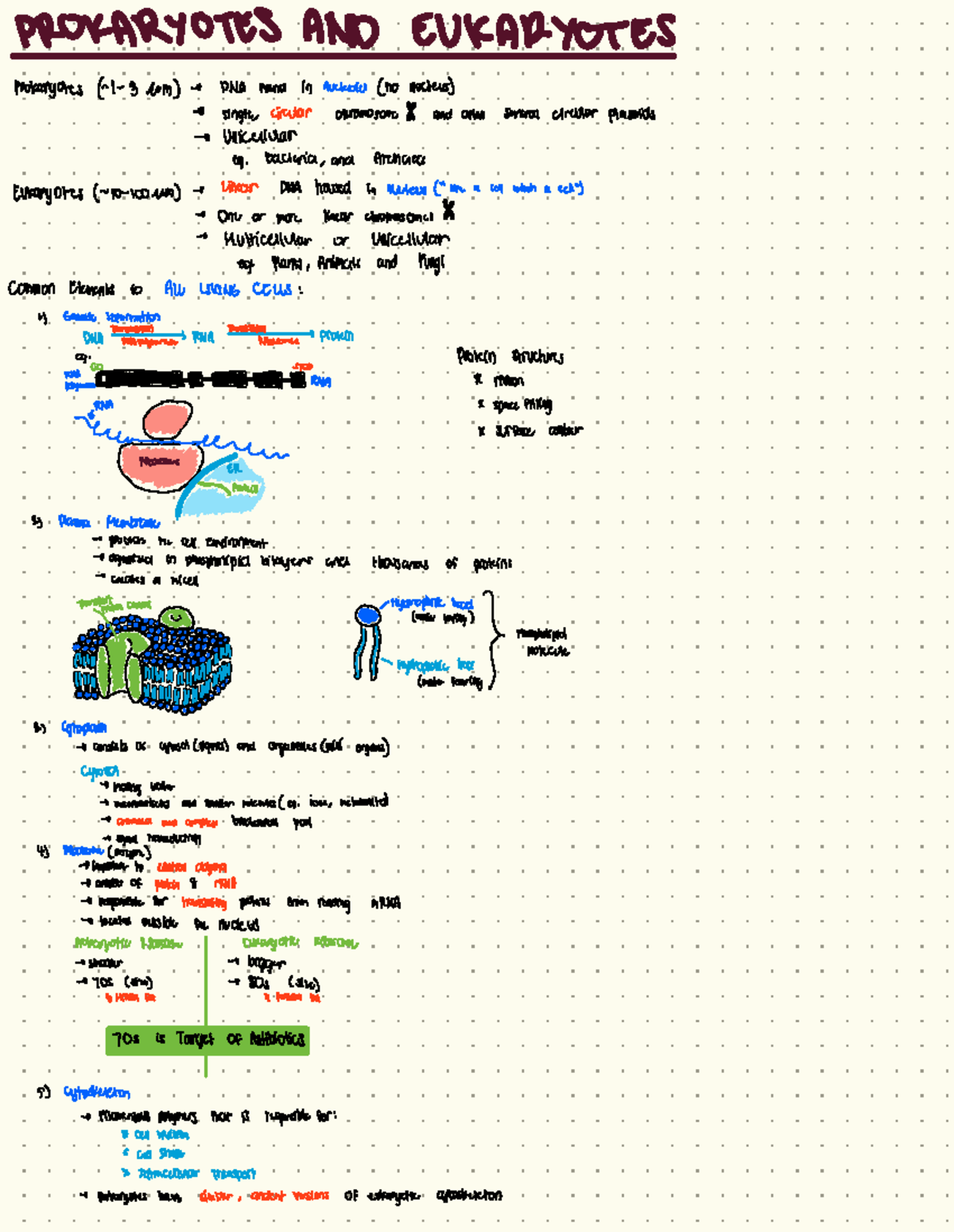 Lecture 3, 4, 5 Notes: Prokaryotes vs Eukaryotes Overview - Studocu