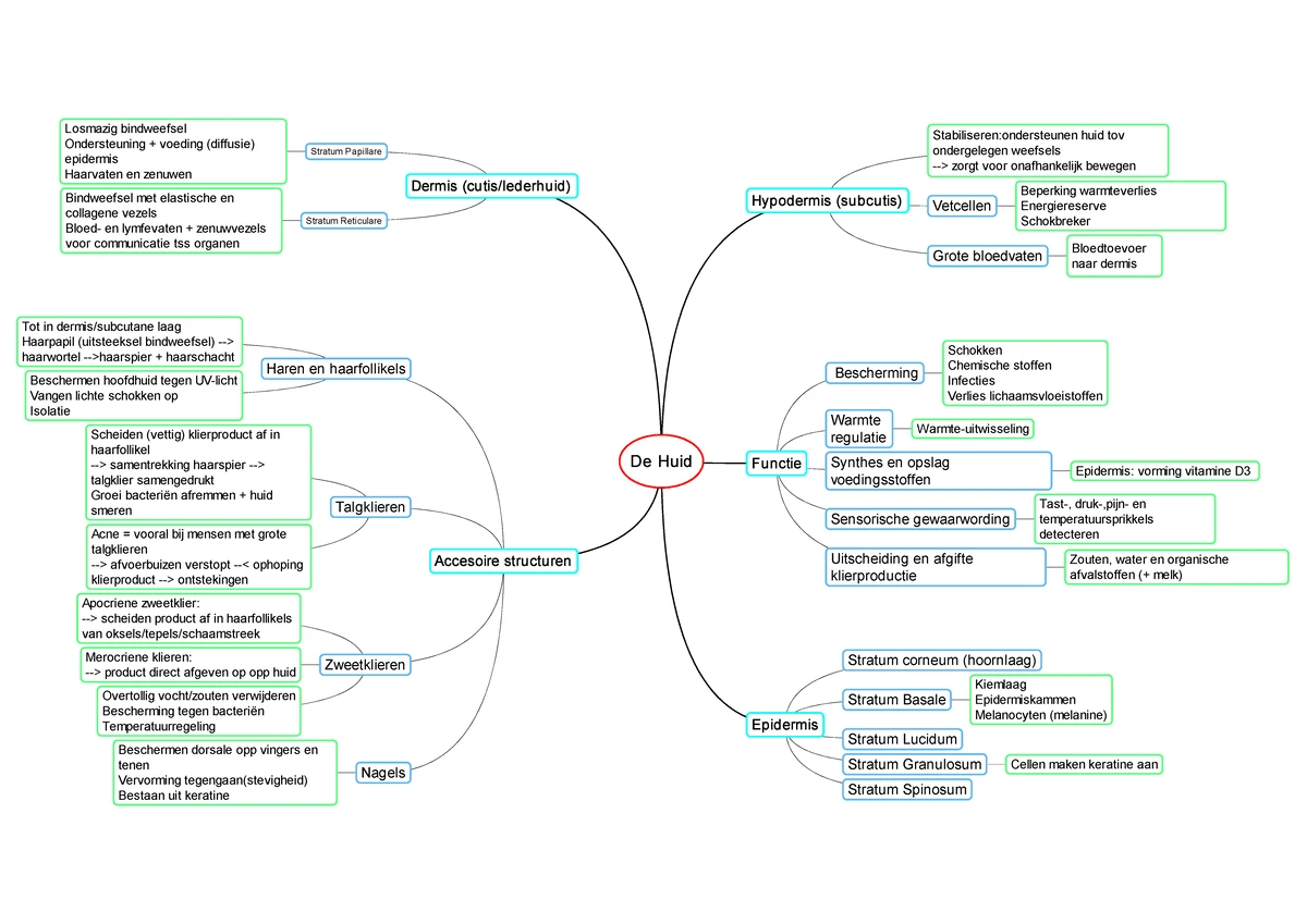 Anatomie Practicum 1 - De processus transversus heeft 3 uitsteeksels ...