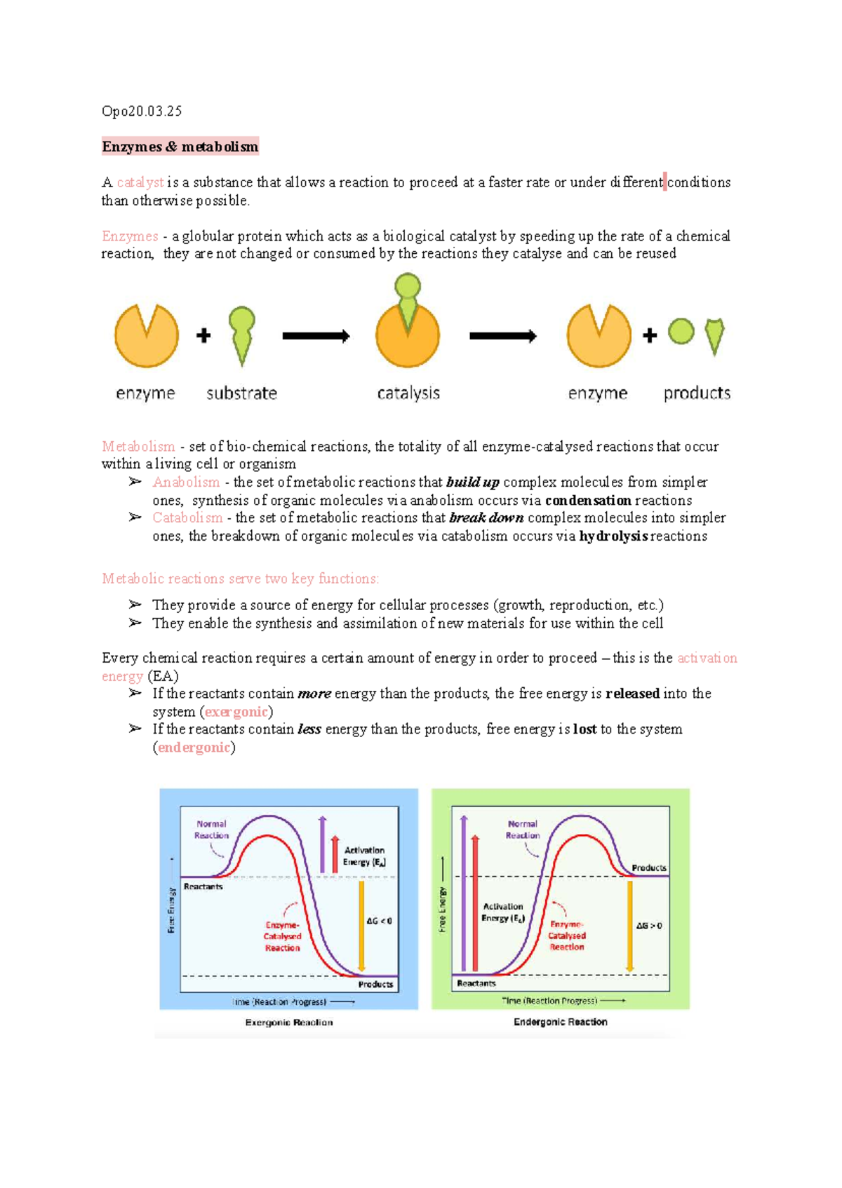 Biology IB SL: Enzymes and Metabolism Overview - Studocu