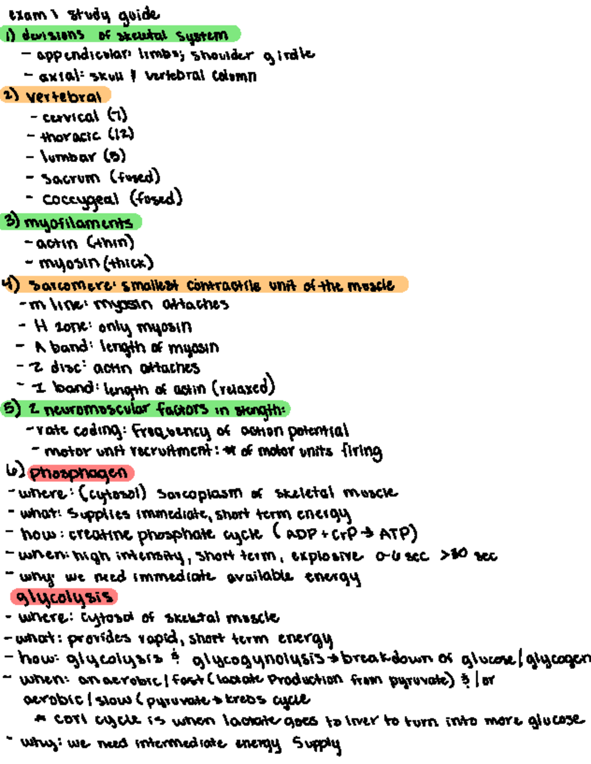 Comprehensive Study Guide for Skeletal & Muscular Systems (BIOL 101 ...