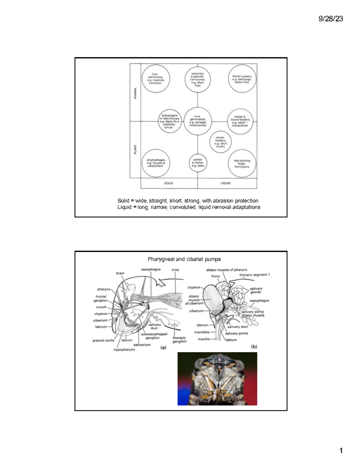 Insect Digestive System Overview - Lecture Notes - Studocu