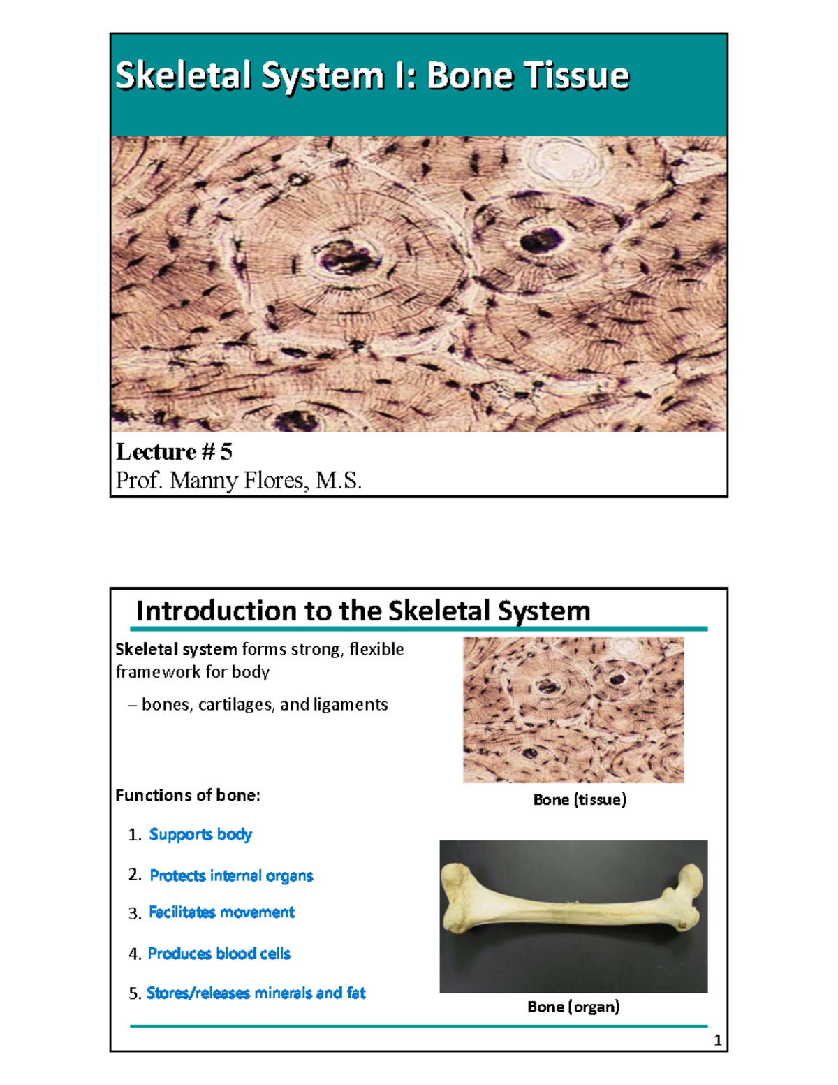Skeletal System I: Bone Tissue - Lecture #5 - Studocu