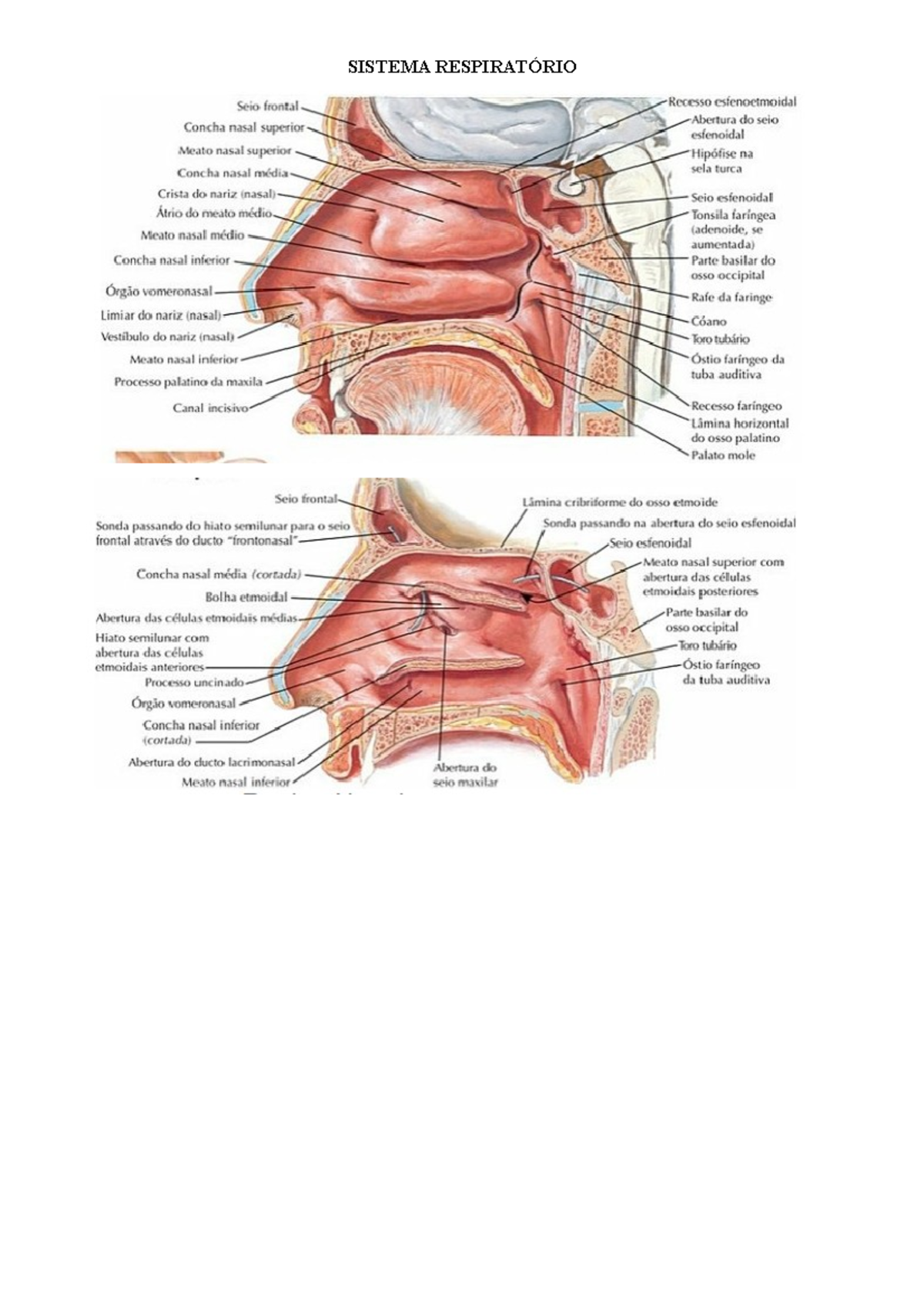 Sistema Respiratório - Netter - Imagens anatomia - Anatomia - SISTEMA RESPIRATÓRIO - Studocu
