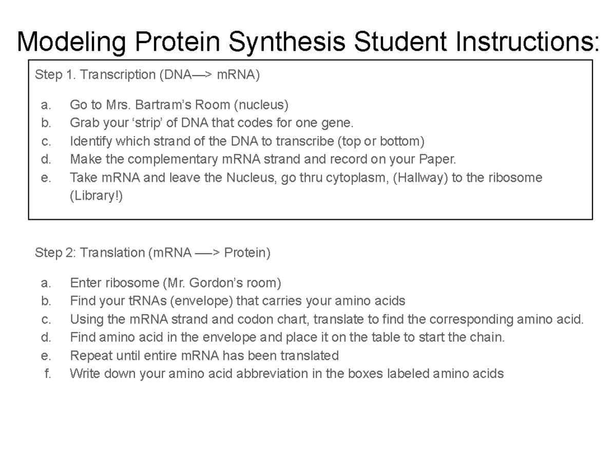 Protein Synthesis Modeling Instructions (Bartram & Gordon) - Studocu