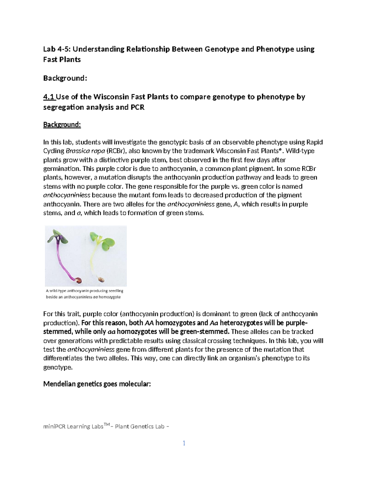 Biol242 Lab 4: Understanding Genotype-Phenotype via Fast Plants - Studocu