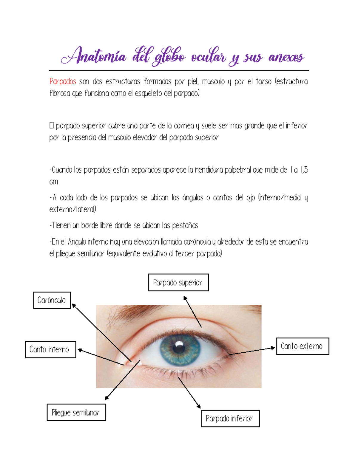 Anatomía del globo ocular y sus anexos - Parpados son dos estructuras ...