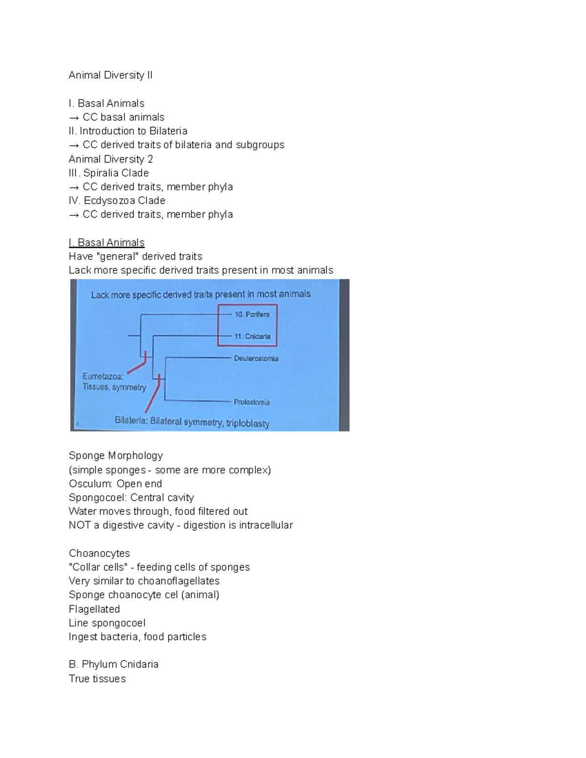 Bio lecture 6-Animal Diversity II - Animal Diversity II I. Basal ...