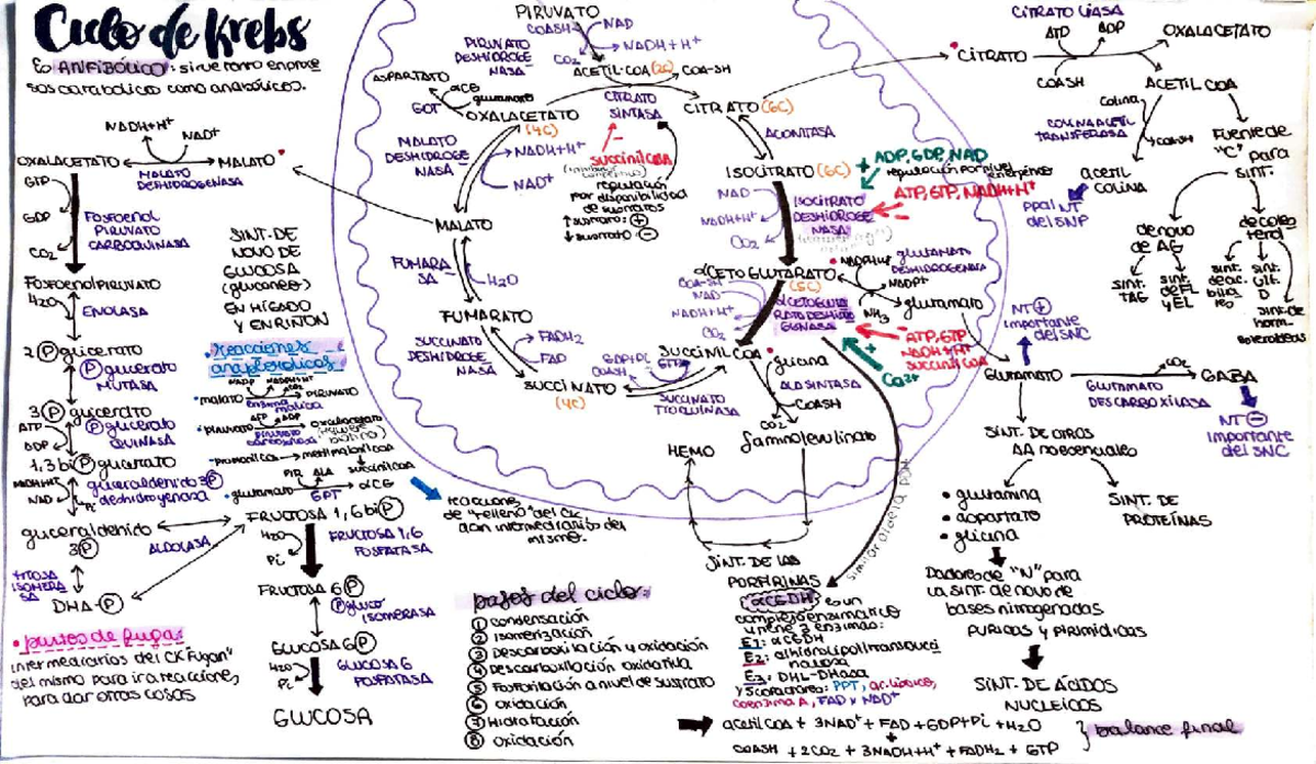 Ciclo de Krebs: Metabolismo de Piruvato y Citrato - Studocu