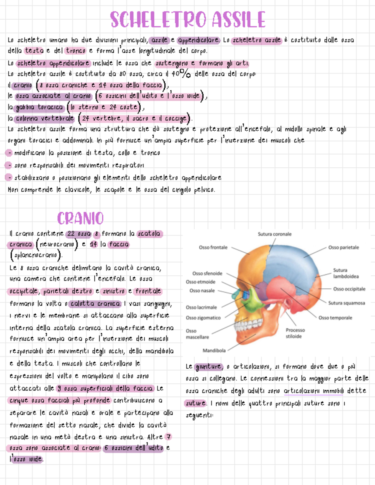 Scheletro Assile: Anatomia e Funzioni (Corso di Anatomia) - Studocu