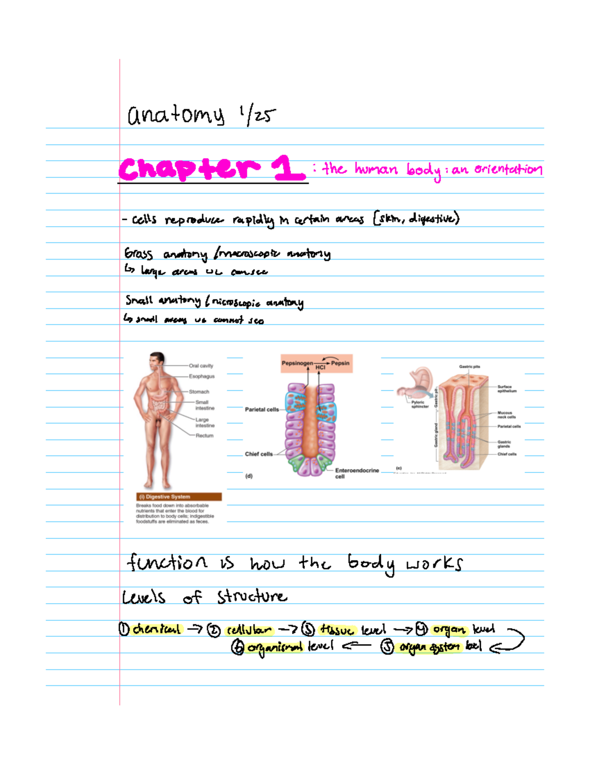 chapter 1 anatomy - anatomy 1 25 Chapter 1 the human body an ...