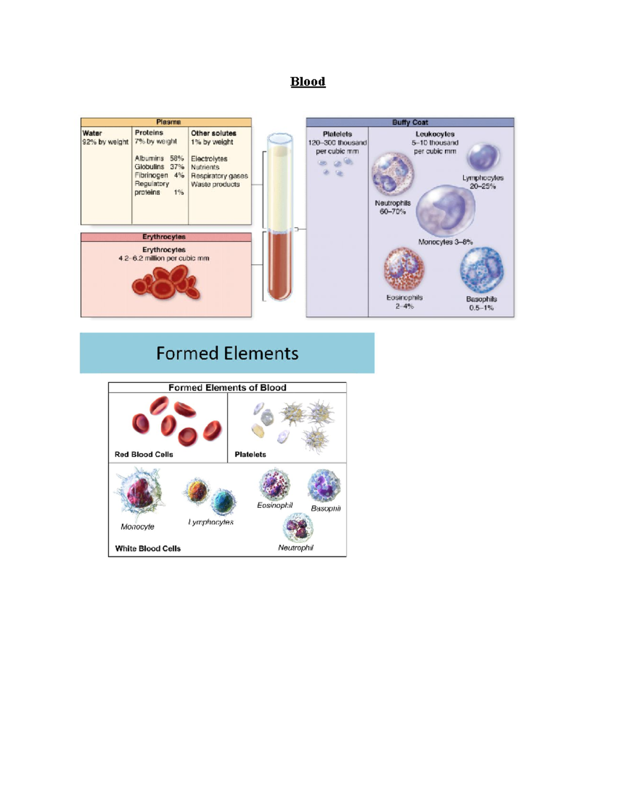 Anatomy & Physiology Exam 1 (Lab) Study Guide: Blood & Heart Structures ...