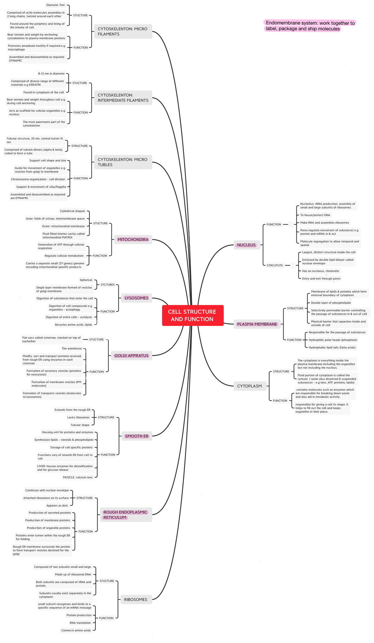 Cell Structure and Function: Comprehensive Mind Map Guide - Studocu