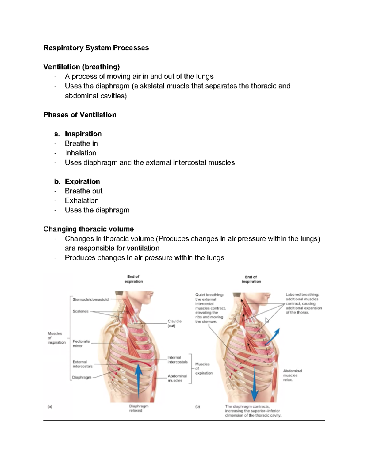 Anaphy Respiratory System 2 - Respiratory System Processes Ventilation ...