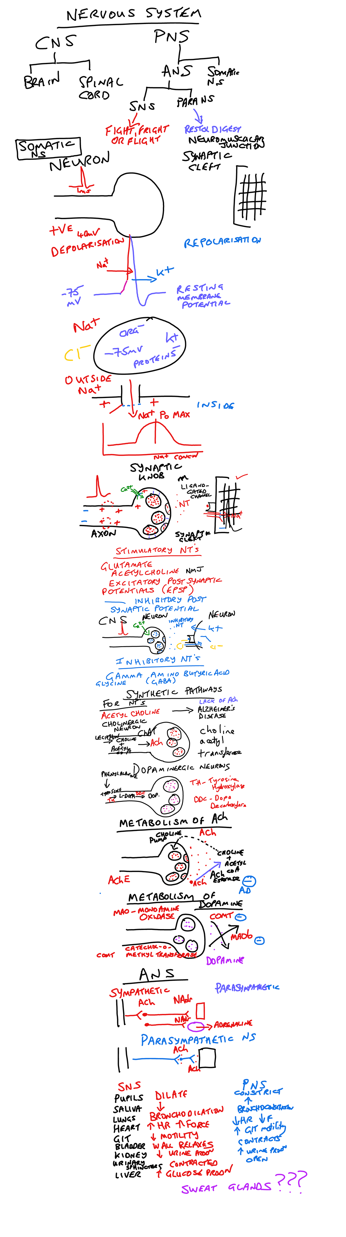 CNS & PNS Lecture Notes: Understanding Nervous System Functions - Studocu