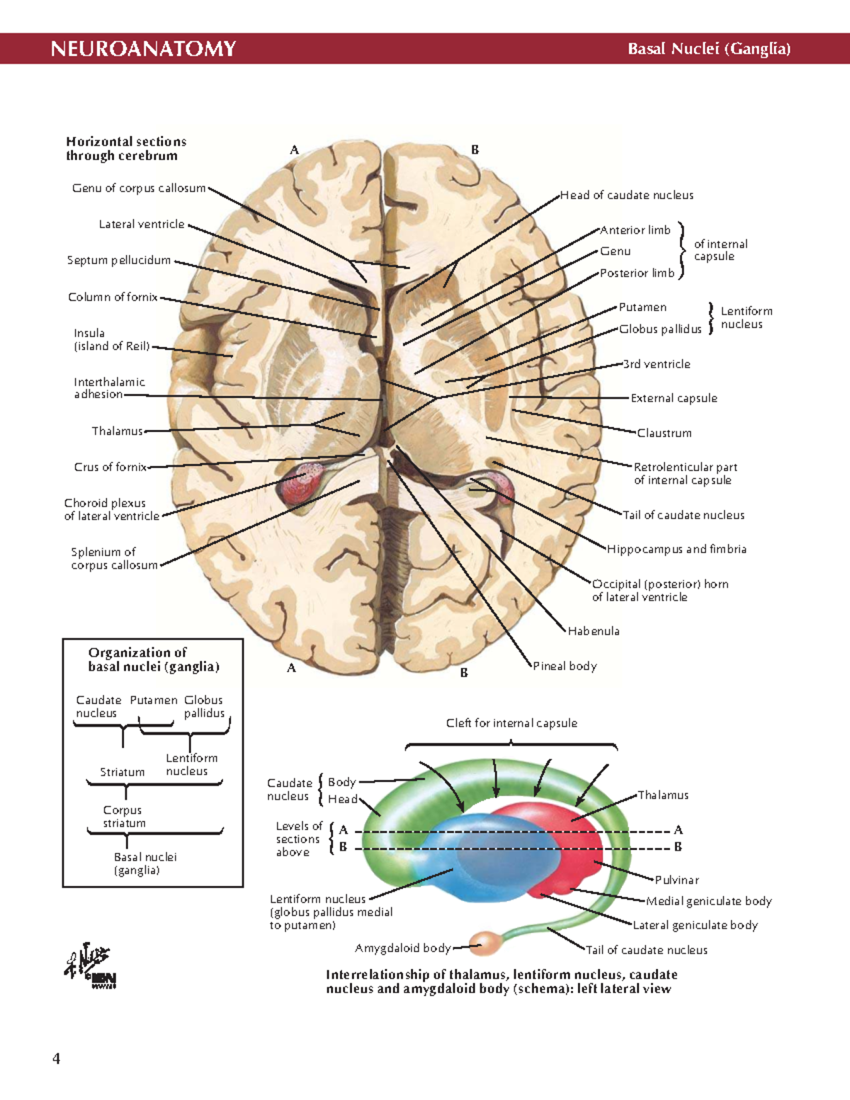 NEUROANATOMY Atlas: Comprehensive Guide to Cerebral Structures and ...
