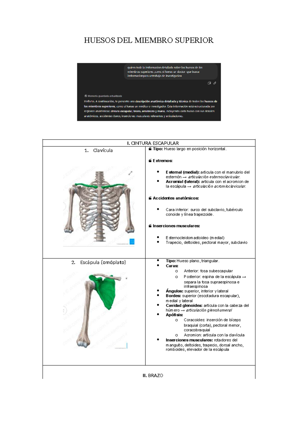 HUESOS DEL MIEMBRO SUPERIOR: CLAVÍCULA, ESCÁPULA Y HÚMERO - Studocu