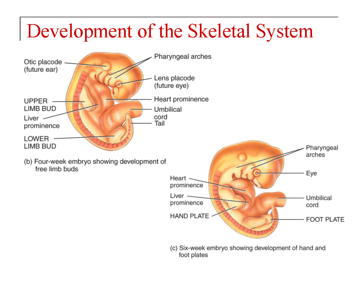 Development of skeletal system - BIOL 065 - Development of the Skeletal ...