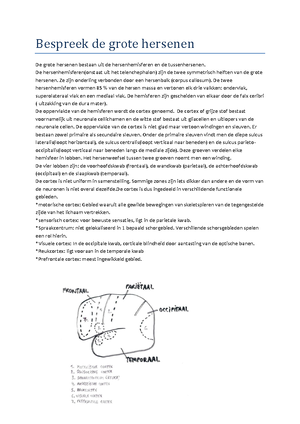 Basale membraan - Basale membraan: Het basaalmembraan is een ...