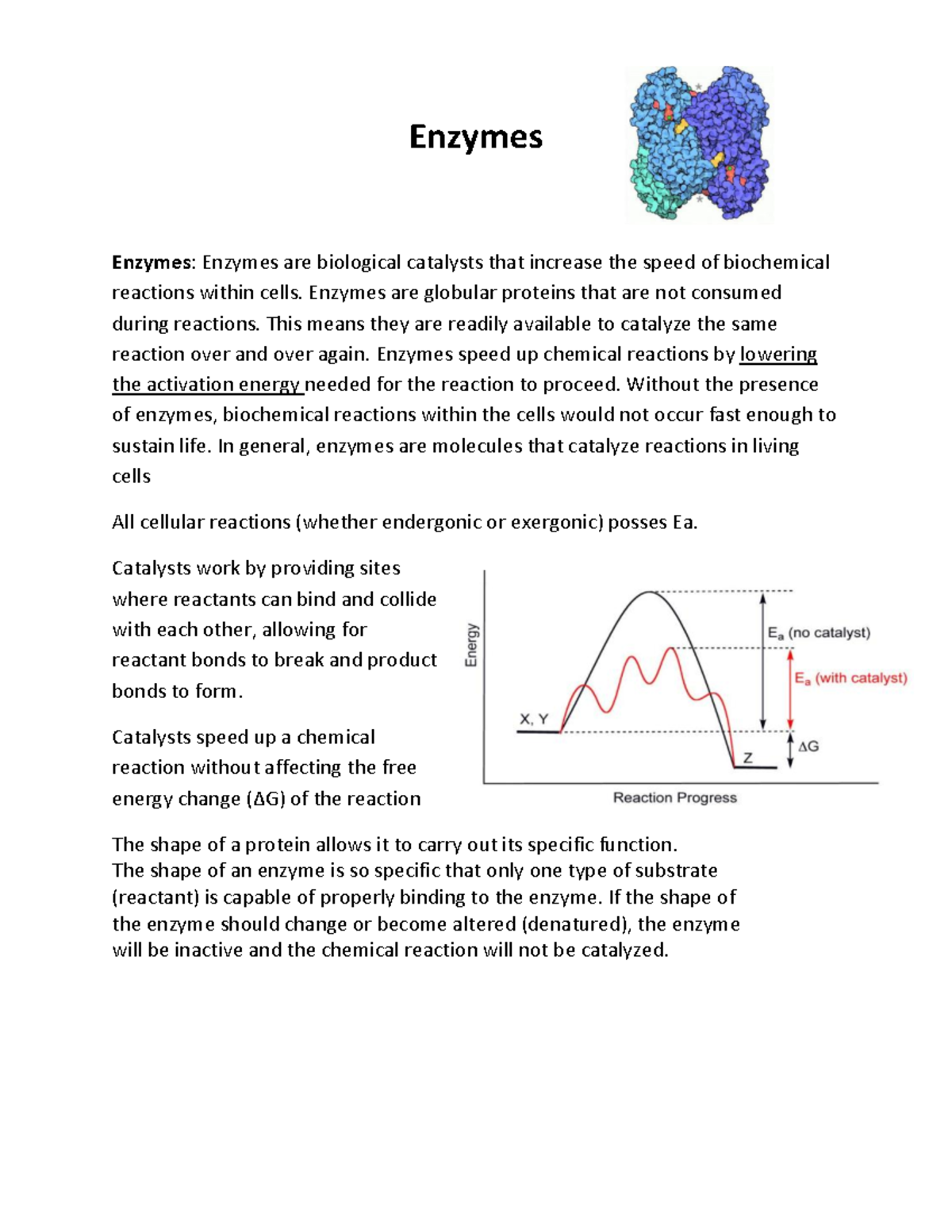 Enzymes: Key Concepts and Functions - Notes for BIO101 Lecture - Studocu