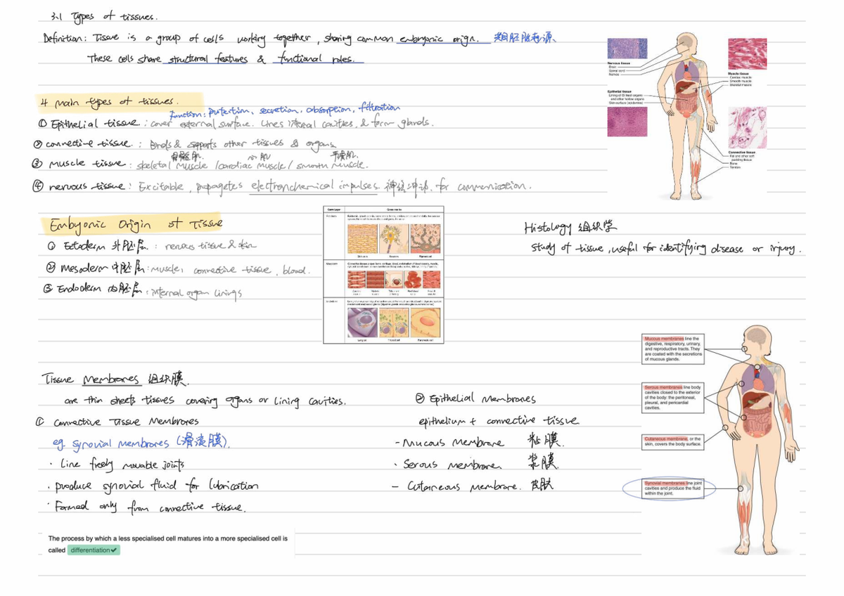 Anatomy & Physiology 3: Types of Tissues Overview and Functions - Studocu