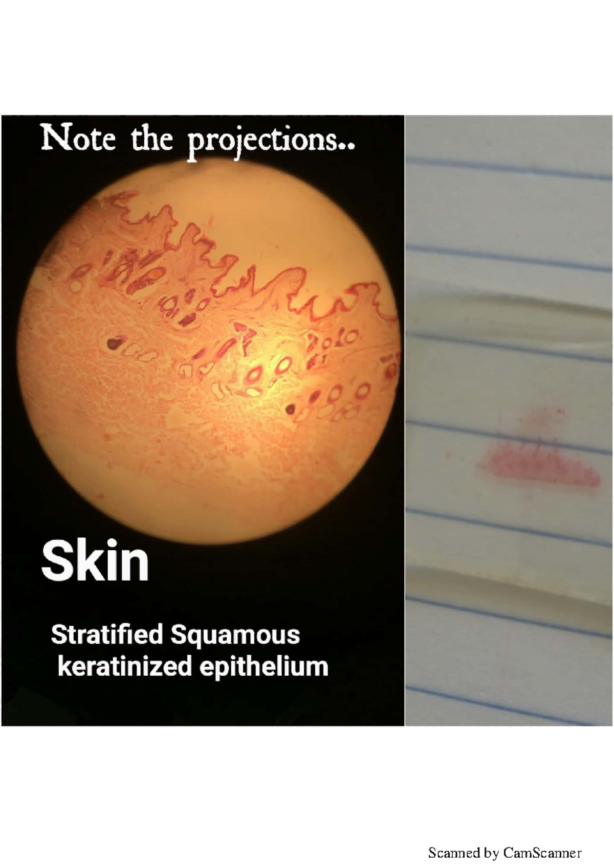 Histology slides - Microscopic presentation of some organs - General ...