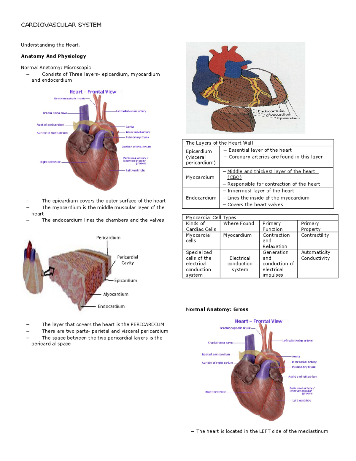 CARDIOVASCULAR SYSTEM: Anatomy, Physiology, and Assessment Overview ...