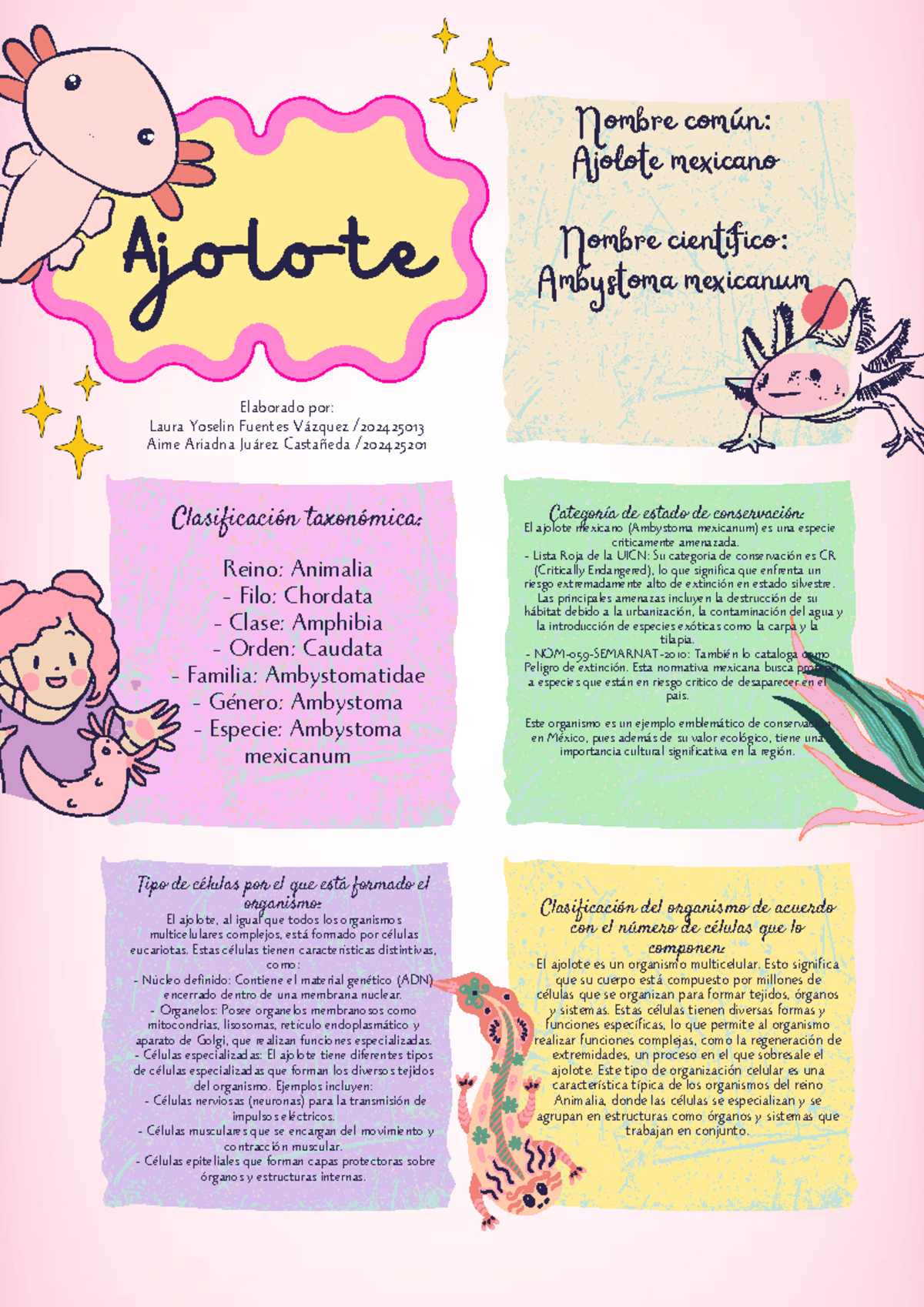 Proyecto Biología: Estudio del Ajolote Mexicano (Amstoma mexicanum ...