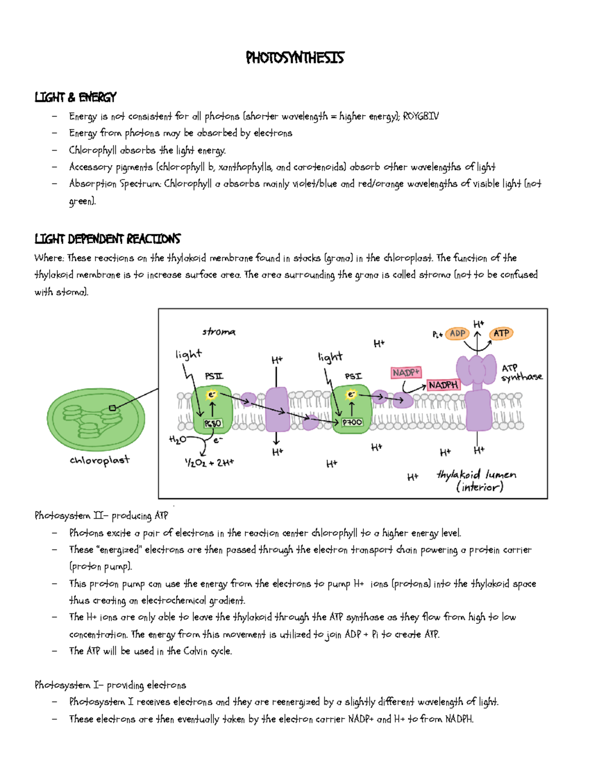 Biology Test - Cellular Respiration & Photosynthesis Overview - Studocu