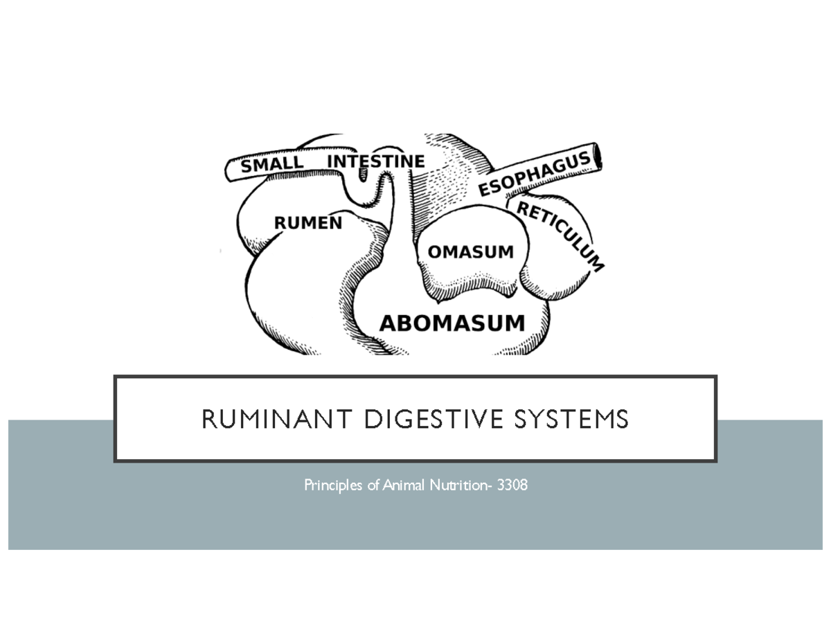 Ruminant Digestive Systems Overview - ANSC 3308 Anatomy Insights - Studocu