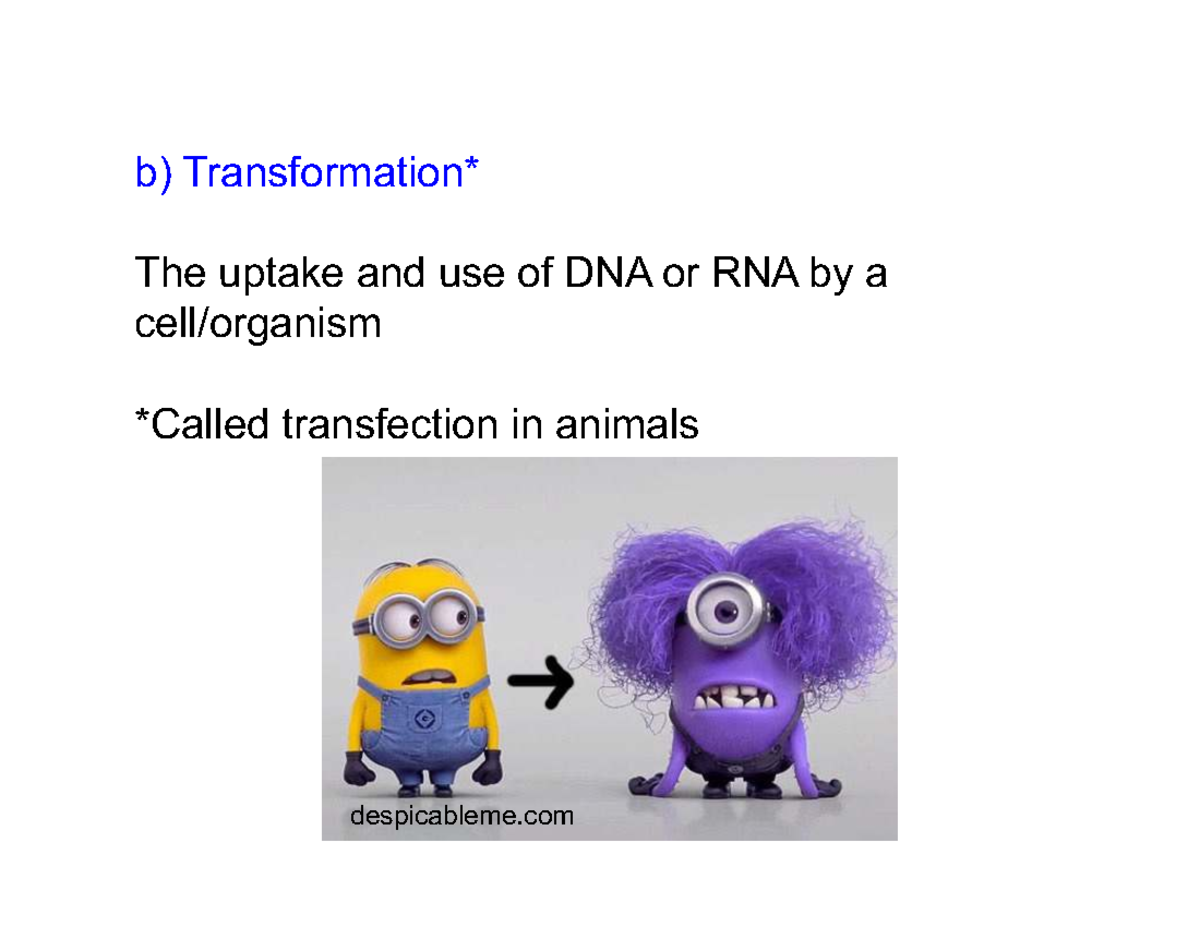 Lec 7 - Notes on DNA/RNA Transfection in E. coli Experiments - Studocu